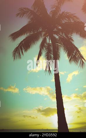 lone palm tree Hawaii USA Stock Photo - Alamy