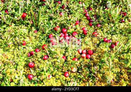 Wild cranberries growing in the moss, autumn harvesting of wild berries ...