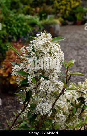 Olearia x haastii,white flower,white flowers,evergreen,evergreens ...
