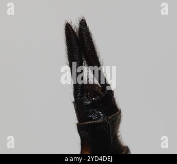 Spiny Baskettail (Epitheca spinigera Stock Photo - Alamy