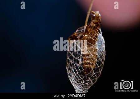 Bumelia Webworm Moth (Urodus parvula Stock Photo - Alamy
