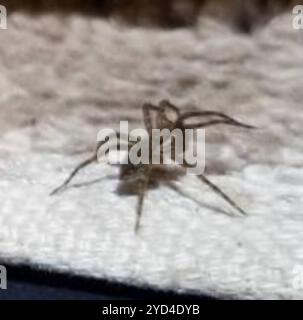 Wolf Spiders and Allies (Lycosoidea Stock Photo - Alamy