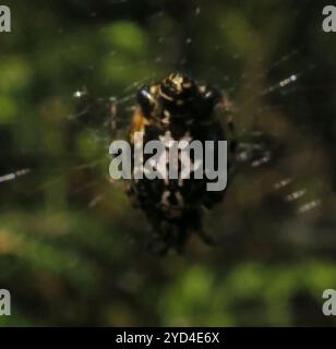 Three-lobed Spider (Cyclosa trilobata Stock Photo - Alamy