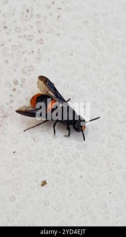 Common Wasp-mimic Bee (Hyleoides concinna Stock Photo - Alamy