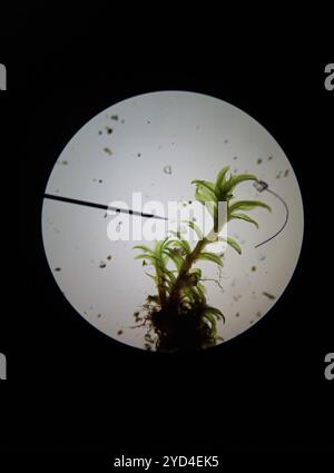 Bird's-Claw Beard-Moss (Barbula unguiculata Stock Photo - Alamy