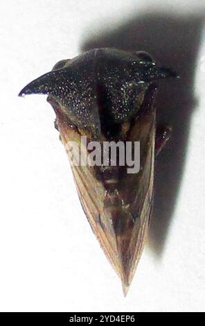 Typical Treehoppers (Membracidae Stock Photo - Alamy