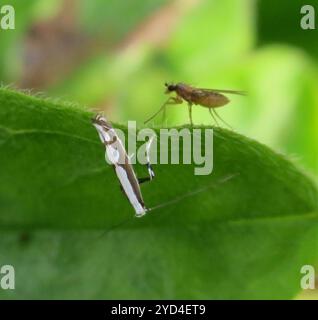Small Grass Fly (Lonchoptera bifurcata), Insecta, RAV PARK, Pootered ...
