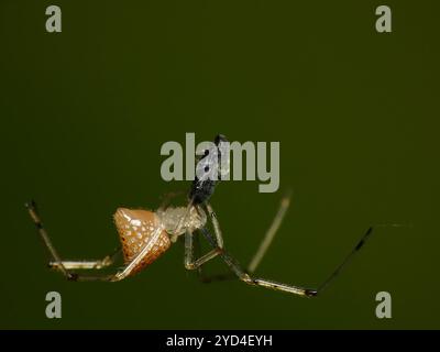 Mirror-ball Spiders (Thwaitesia Stock Photo - Alamy