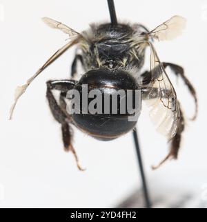 Orange-tipped Wood-digger (Anthophora terminalis Stock Photo - Alamy