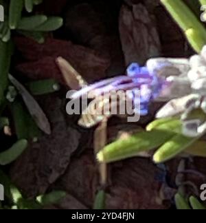 Diamond Spottail (Fazia micrura Stock Photo - Alamy
