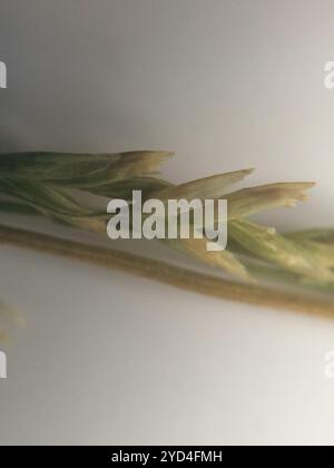dwarf alkali grass (Puccinellia pumila Stock Photo - Alamy