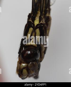 Riverine Clubtail (Stylurus amnicola Stock Photo - Alamy