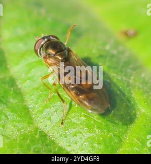 Small Hover Fly (Melanostoma fasciatum) Insecta Stock Photo - Alamy
