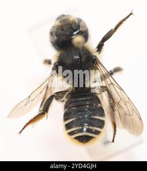 Unarmed Leafcutter Bee (Megachile inermis Stock Photo - Alamy