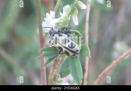Spotted Maize Beetle (Astylus atromaculatus Stock Photo - Alamy
