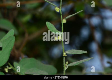 Bushveld Moonseed Creeper (Cocculus hirsutus Stock Photo - Alamy