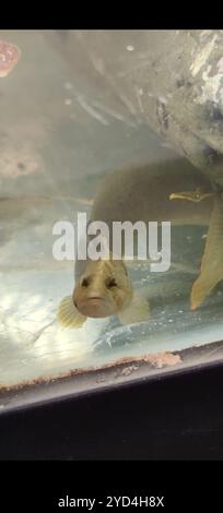 Monkey-faced Prickleback (Cebidichthys violaceus Stock Photo - Alamy