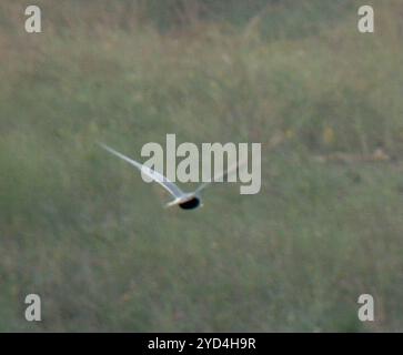 Black-bellied tern (Sterna acuticauda), in flight, India Stock Photo ...