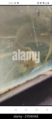 Monkey-faced Prickleback (Cebidichthys violaceus Stock Photo - Alamy