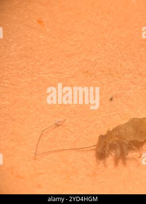 Larger Pale Booklouse (Trogium pulsatorium Stock Photo - Alamy