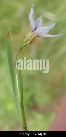 Blue Pigroot (Sisyrinchium micranthum Stock Photo - Alamy