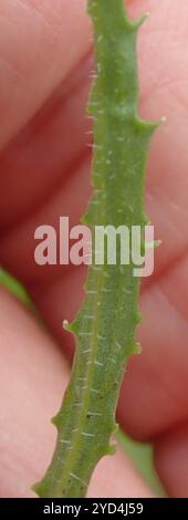 African Blue Bell (Wahlenbergia undulata Stock Photo - Alamy