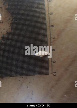 dwarf alkali grass (Puccinellia pumila Stock Photo - Alamy