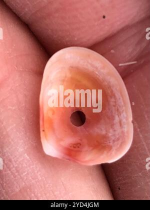 Tellins and Allies (Tellinidae Stock Photo - Alamy