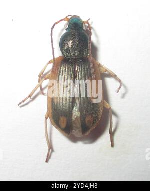 Vivid Metallic Ground Beetles (Chlaenius Stock Photo - Alamy