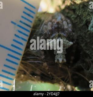 Knobbled Orbweaver (Socca pustulosa Stock Photo - Alamy