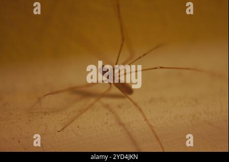 Harvestman Cellar Spider (Pholcus opilionoides Stock Photo - Alamy