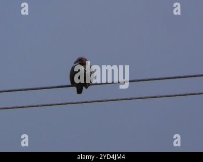 Painted Francolin (Francolinus pictus Stock Photo - Alamy