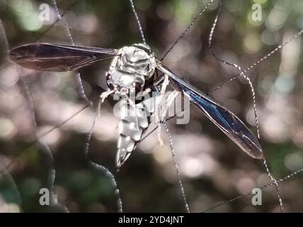 Northern Warrior Wasp (Synoeca septentrionalis), Insecta, 48445 Jal ...