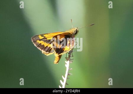 Wide-brand Grass-dart (Suniana sunias), Insecta, Thomas Macleod Park ...