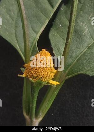 marsh para cress (Acmella uliginosa Stock Photo - Alamy