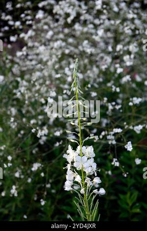 Chamaenerion angustifolium,albino fireweed,rosebay willowherb,Epilobium ...