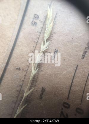 dwarf alkali grass (Puccinellia pumila Stock Photo - Alamy