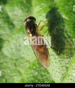 Small Hover Fly (Melanostoma fasciatum), Insecta, Fairfield, Lower Hutt ...