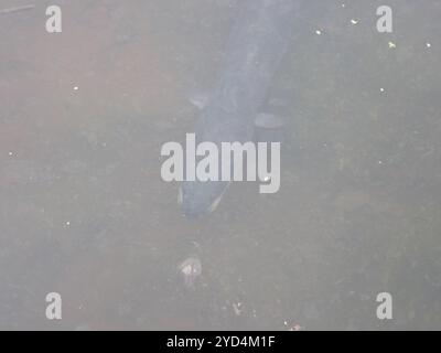 Short-finned Eel (Anguilla australis), Actinopterygii, Temple View ...
