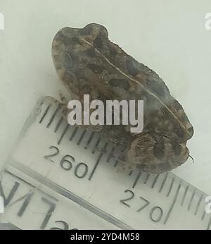 Guttural Toad (Sclerophrys gutturalis Stock Photo - Alamy