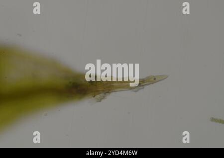 Long-leaved Thread Moss (Ptychostomum pseudotriquetrum Stock Photo - Alamy