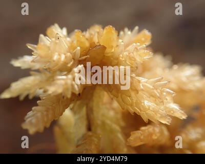Papillose Peatmoss (Sphagnum papillosum Stock Photo - Alamy