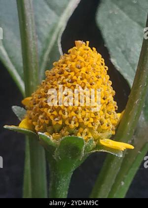 marsh para cress (Acmella uliginosa Stock Photo - Alamy