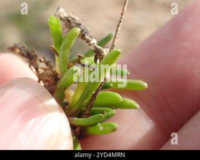 Saltmarsh Sand Spurry (Spergularia marina Stock Photo - Alamy