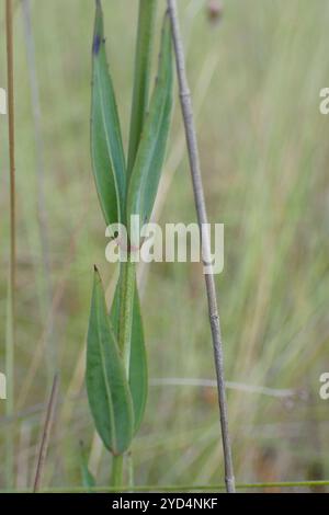 Savannah meadowbeauty (Rhexia alifanus Stock Photo - Alamy