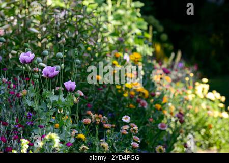plum opium poppy flower, poppies,poppy seedhead,poppy seedheads,Papaver ...