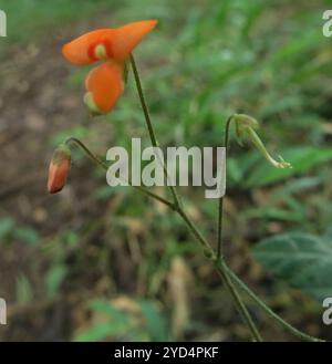 Orange Tick-trefoil (Hylodesmum repandum), Plantae, Chase Valley ...