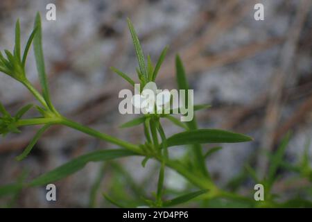 Rust Weed (Polypremum procumbens Stock Photo - Alamy