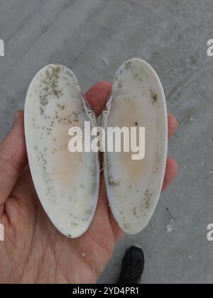 Sunray Venus Clam (Macrocallista nimbosa Stock Photo - Alamy
