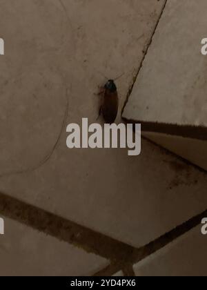 Surinam Cockroach (Pycnoscelus surinamensis Stock Photo - Alamy
